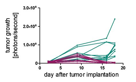 Orthotopic Tumor Models For Drug Discovery Reaction Biology