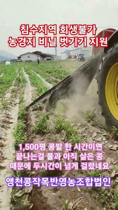 침수지역 회생불가 콩밭 비닐벗기기 Shorts 비닐벗기기 콩밭 Youtube