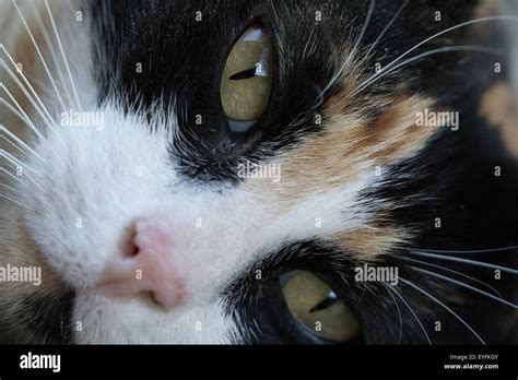 Clse Up Of Calico Domestic Cat Stock Photo Alamy