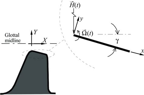 Schematic Of A Simplified Model Of Vocal Fold Kinematics The Model Download Scientific Diagram