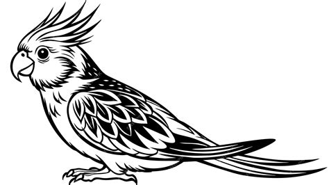 Premium Vector Cockatiel Vector Illustration Exquisite Avian Art For