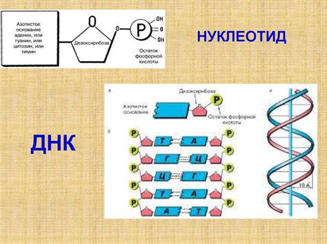 Моногенные болезни презентация онлайн