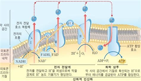 화학 삼투적 인산화 화학 삼투설 수소 이온의 확산은 기질로 네이버 블로그