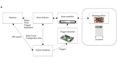 16 Lab Grown Brains Run Worlds First Living Computer In Switzerland