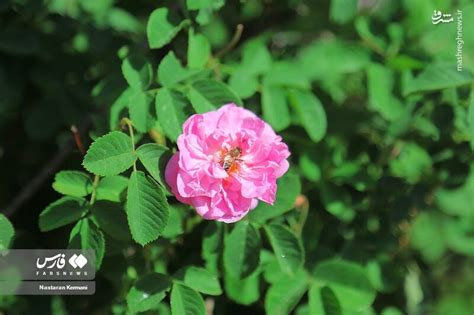 لحظه جمع آوری شهد گل محمدی توسط یک زنبور در ساوجبلاغعکس