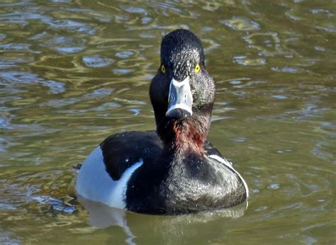 Ring Necked Duck Male You Can See The Ring Birdnote