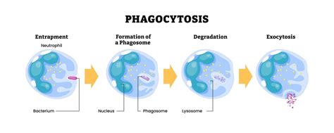 Phagocytosis Progress Diagram Macrophage Absorption Of Bacteria