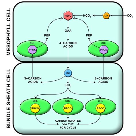 C4 Phylomics Photosynthesis