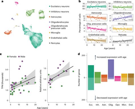Age Alters Both Brain Cell Proportions And Cell Type Specific Download Scientific Diagram