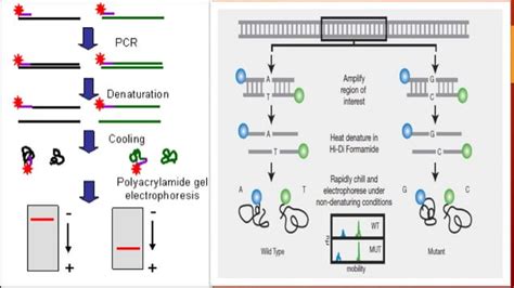 Snp Detection Methods And Applications Pptx