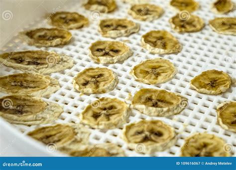 Baking And Drying Of Bananas In A Drying Plant Dried Fruit Stock Image Image Of Bananas