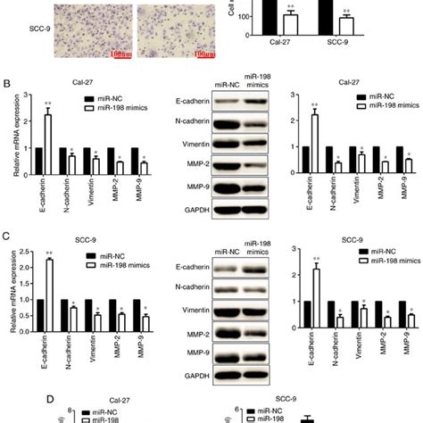 Mir 198 Upregulation Inhibits Oscc Cell Invasion And Download