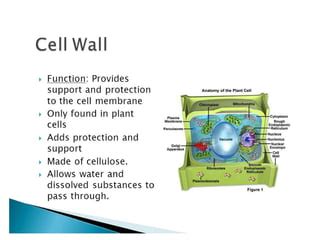 Cell Cell Structure Tissues Organ Systems And Organisms IGCSE Biology PDF