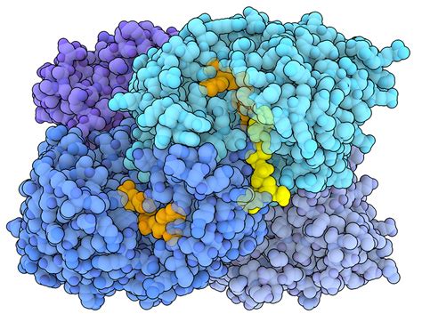 Pdb 101 Molecule Of The Month Adenovirus Molecule Of The Month