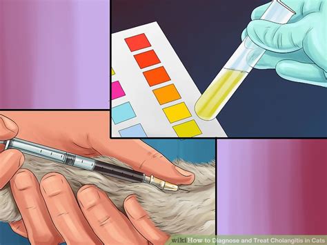 How To Diagnose And Treat Cholangitis In Cats 14 Steps