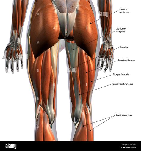 Adductor Magnus Posterior View