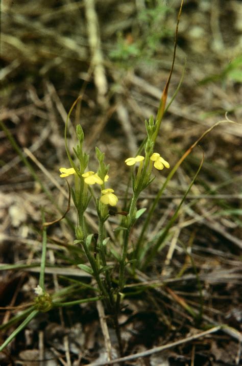 Striga Asiatica Orobanchaceae