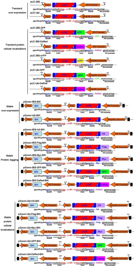 A Schematic Structures Of Ta Based Transient Expression Vectors