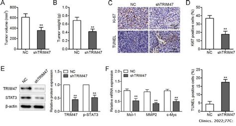 Trim47 Promotes Ovarian Cancer Cell Proliferation Migration And
