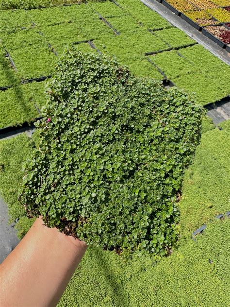 Elfin Thyme Cristinas Garden