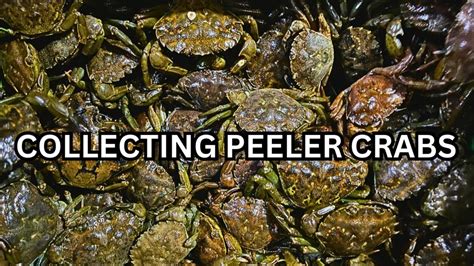 How To Collect Peeler Crabs Youtube