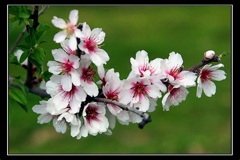 Encuentro Con La Poesía La Primavera Ya Esta Aqui