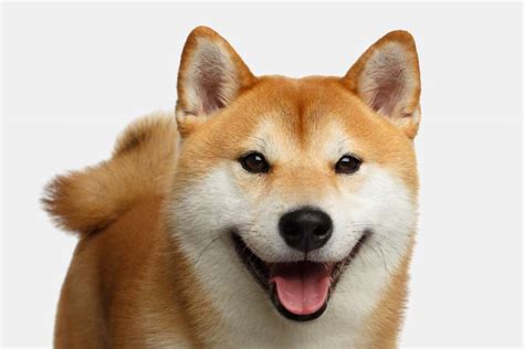 柴犬の特徴や性格飼い方について ペットタイムズ