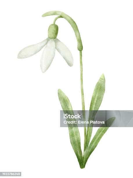1 월 출생 달 꽃 Snowdrop 수채화 그림입니다 손으로 그린 꽃 그림은 흰색에 고립되어 있습니다 갈란투스에 대한 스톡 벡터
