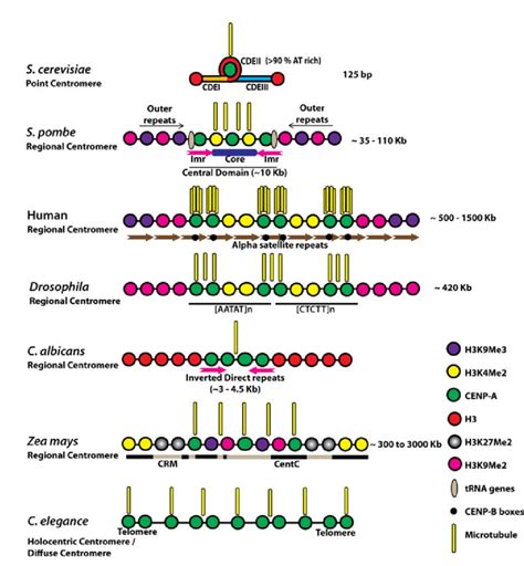 Diversity In The Organization Of Centromeric Chromatin In Diverent