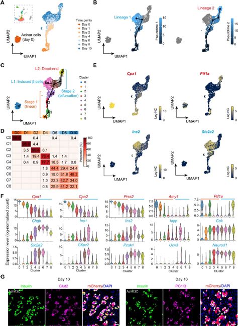 Constructed Cell Trajectory Uncovers Two Distinct Stages Along The