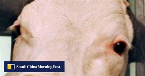 Mad Cow Disease Found On Scotland Farm South China Morning Post