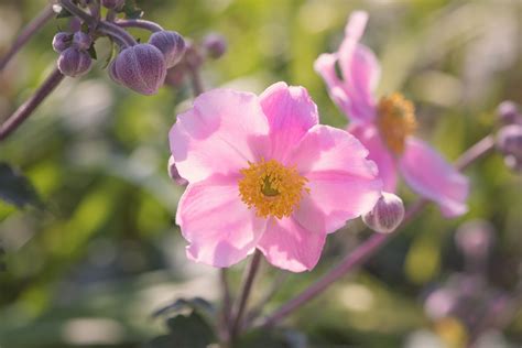 海葵 粉色的 开花 Pixabay上的免费照片 Pixabay