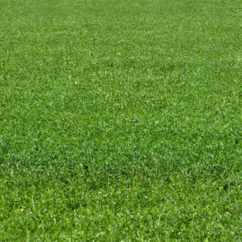 How Many Pounds Per Acre For Grass Seed Lawn Care Logic