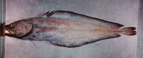 Physiculus Grinnelli Jordan And Jordan 1922