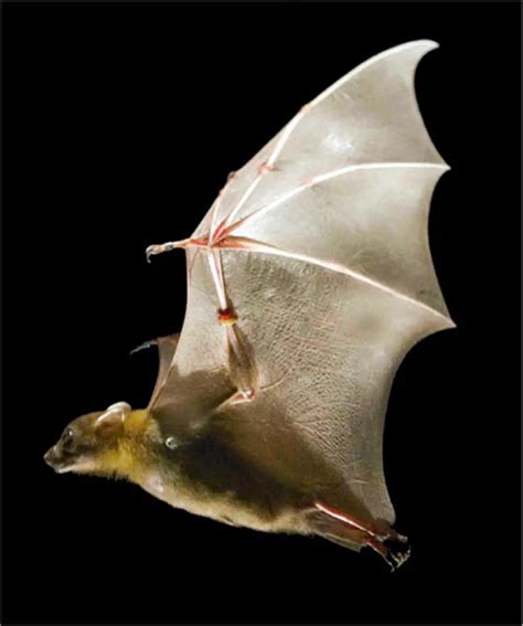 Bats The Guardians Of The Night Sky World Deer