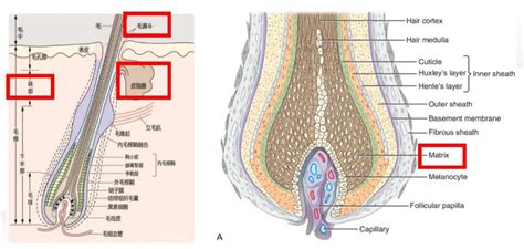 毛囊结构详解：从毛干到毛髓质