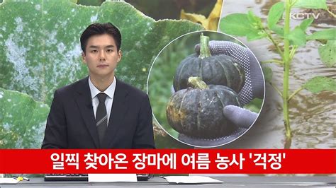 일찍 찾아온 장마에 여름 농사 걱정 Youtube