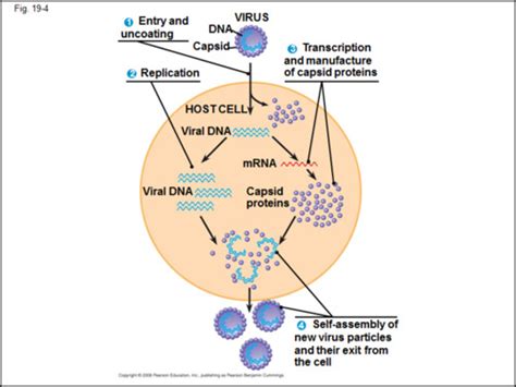 Microbiology Viruses Flashcards Quizlet