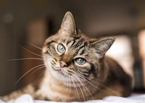 Hyperthyroidism In Cats
