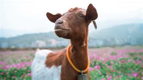 Black Animal Grass Mammal Close Up Sheep Powerpoint Background For Free