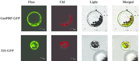 Subcellular Localization Of The Gmprp Gfp Fusion Protein Arabidopsis