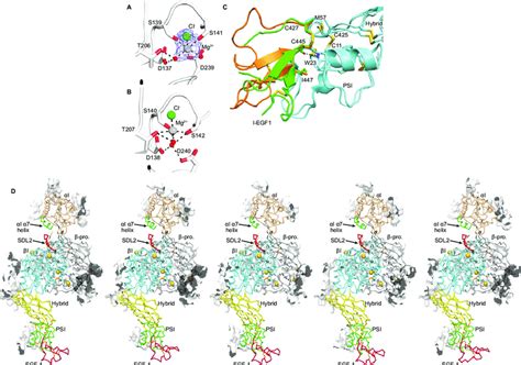 Fig S1 Structural Details A And B The Closed αi Midas Of The α L β
