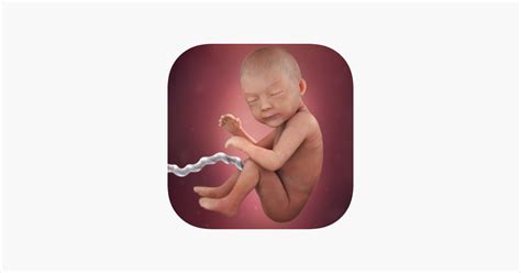 ‎my Pregnancy Tracker App On The App Store
