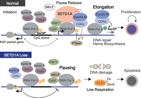Setd1a Regulates Transcriptional Pause Release Of Heme Biosynthesis Genes In Leukemia