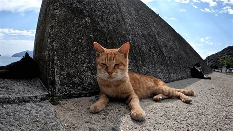 佐柳島 飛び猫の撮影に協力するために集まってくれたと期待させるだけさせといて、結局一度も跳んでくれなかった猫ちゃん達w Youtube
