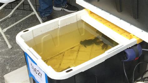 Diy Aquaponic Garden With Arduino ~ Make Aquaponics