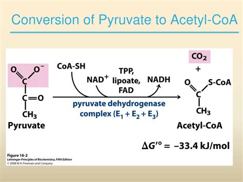 Ppt Chapter 161 Production Of Acetyl Coa Powerpoint Presentation