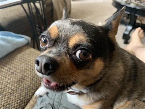 Caught A Smile R Chihuahua