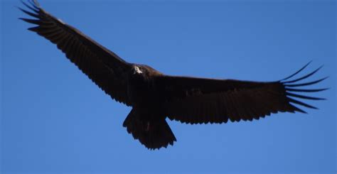 경남 고성 독수리 자연생태관광체험 프로그램 네이버 블로그