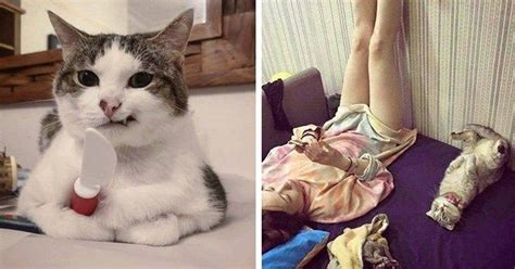 The Sillier The Cat The Cutercats Sillycats Funnycats